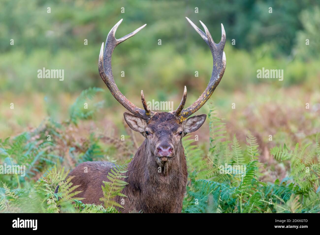 Wild Red deer stag at rutting season facing the camera in the centre of ...