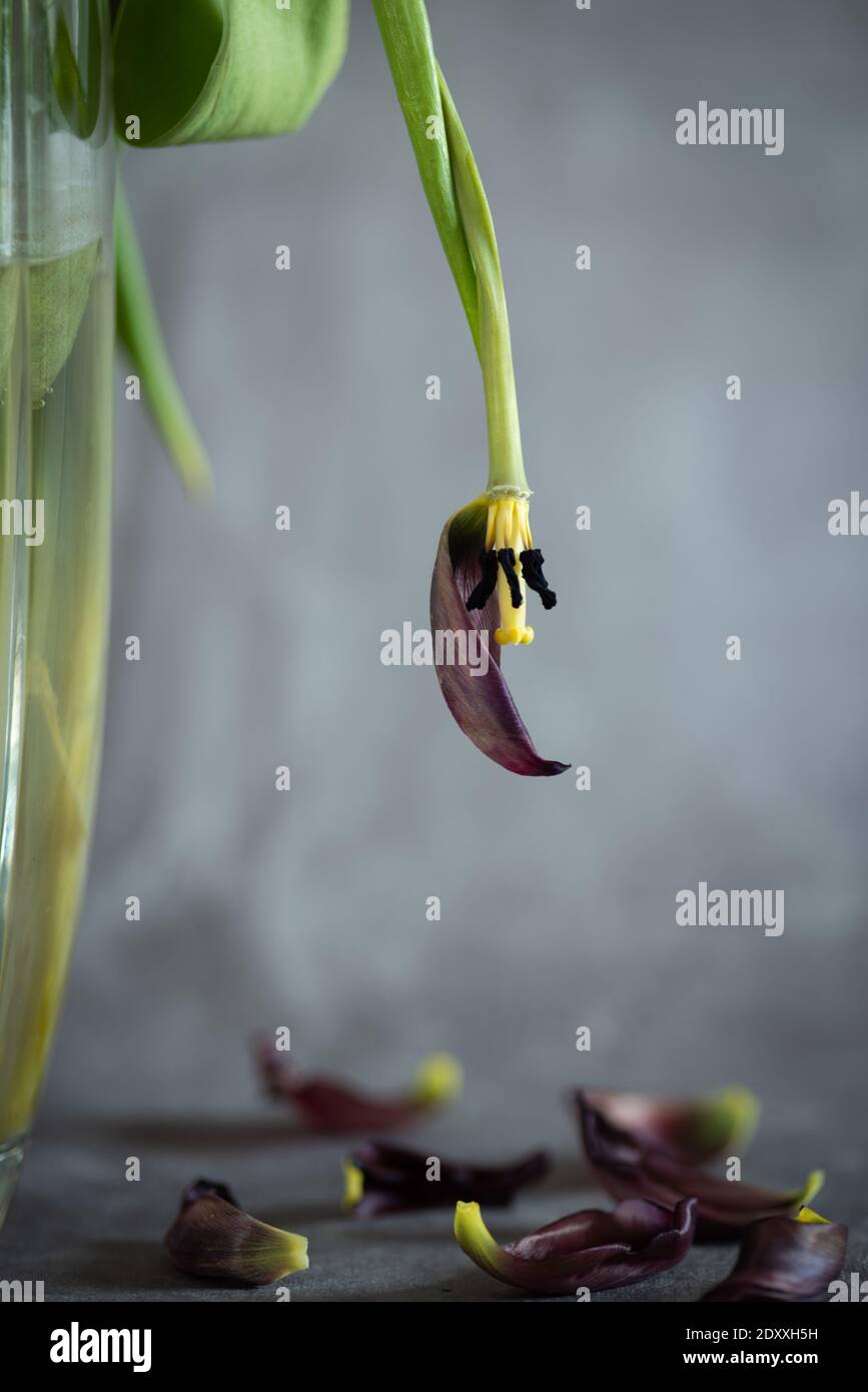 Dry wilted tulip flower on a vase and leaves on the ground against grey ...