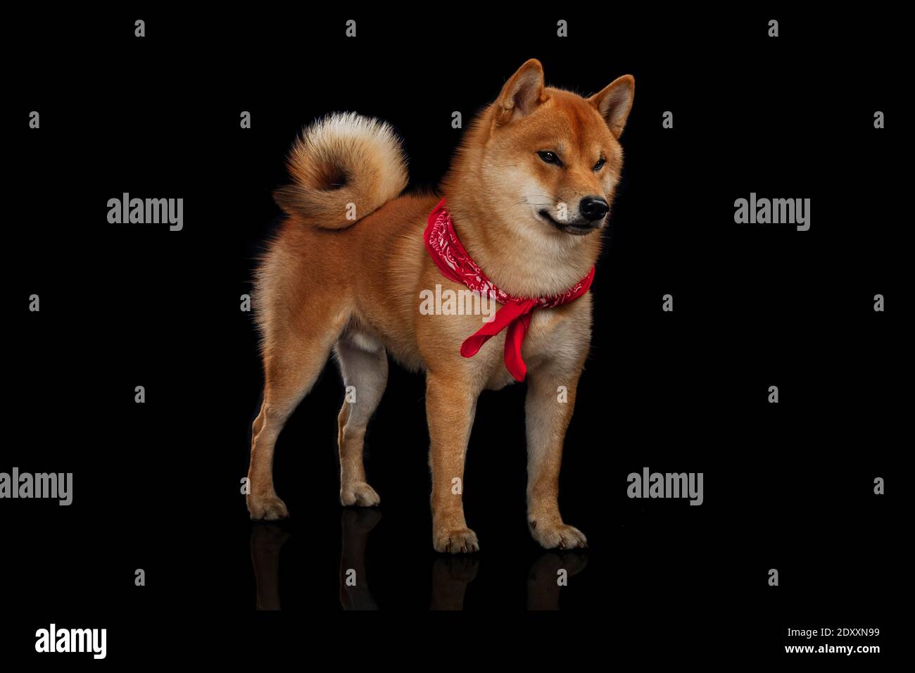 young red shiba inu boy Stock Photo - Alamy