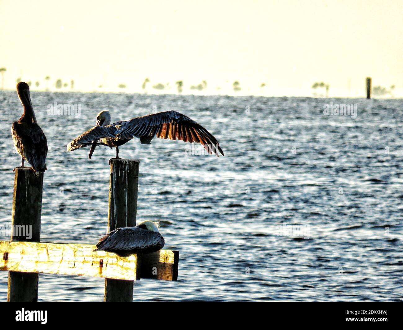 Cormorant stretching wings hi-res stock photography and images - Alamy