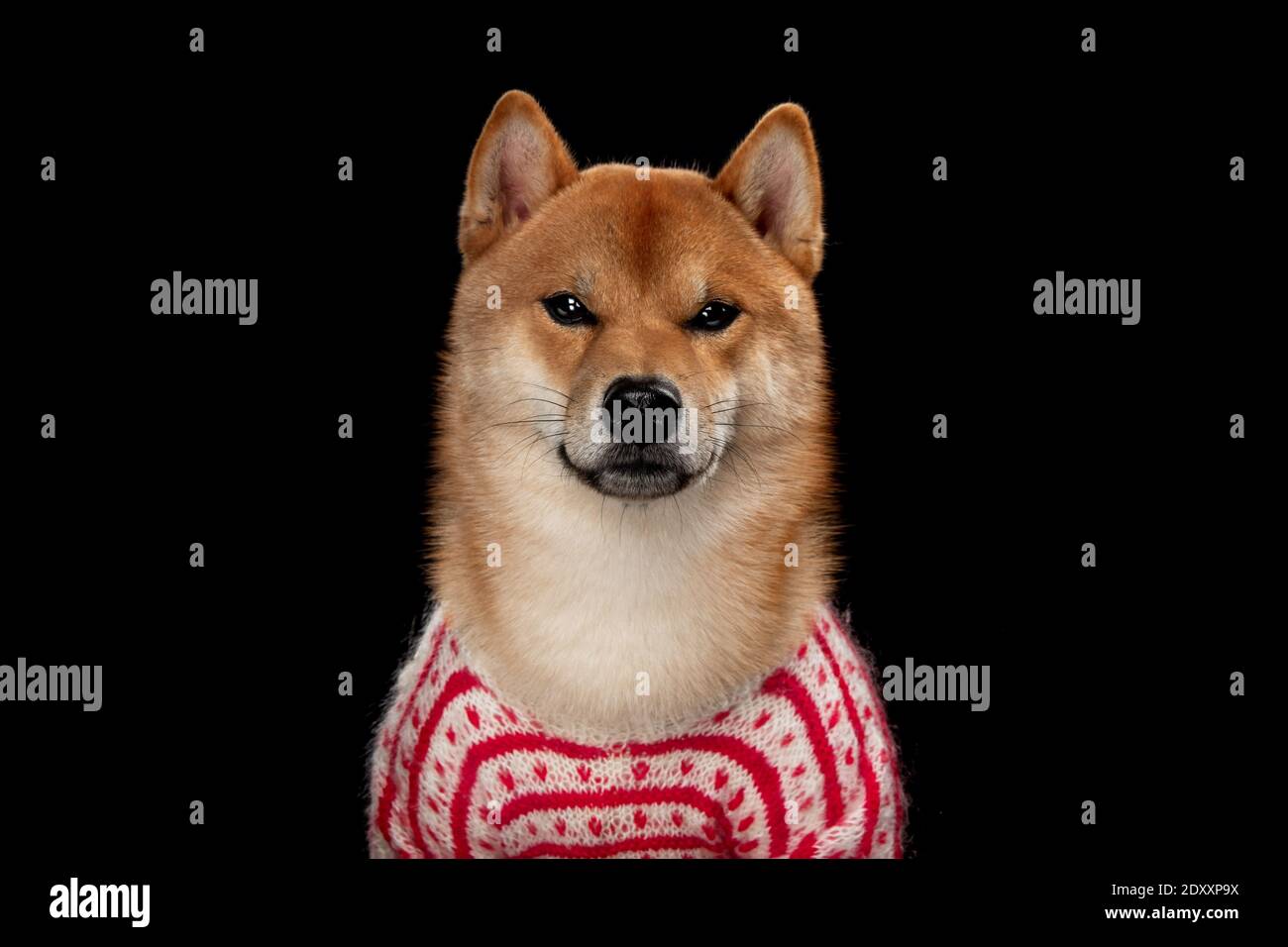 young red shiba inu boy Stock Photo - Alamy