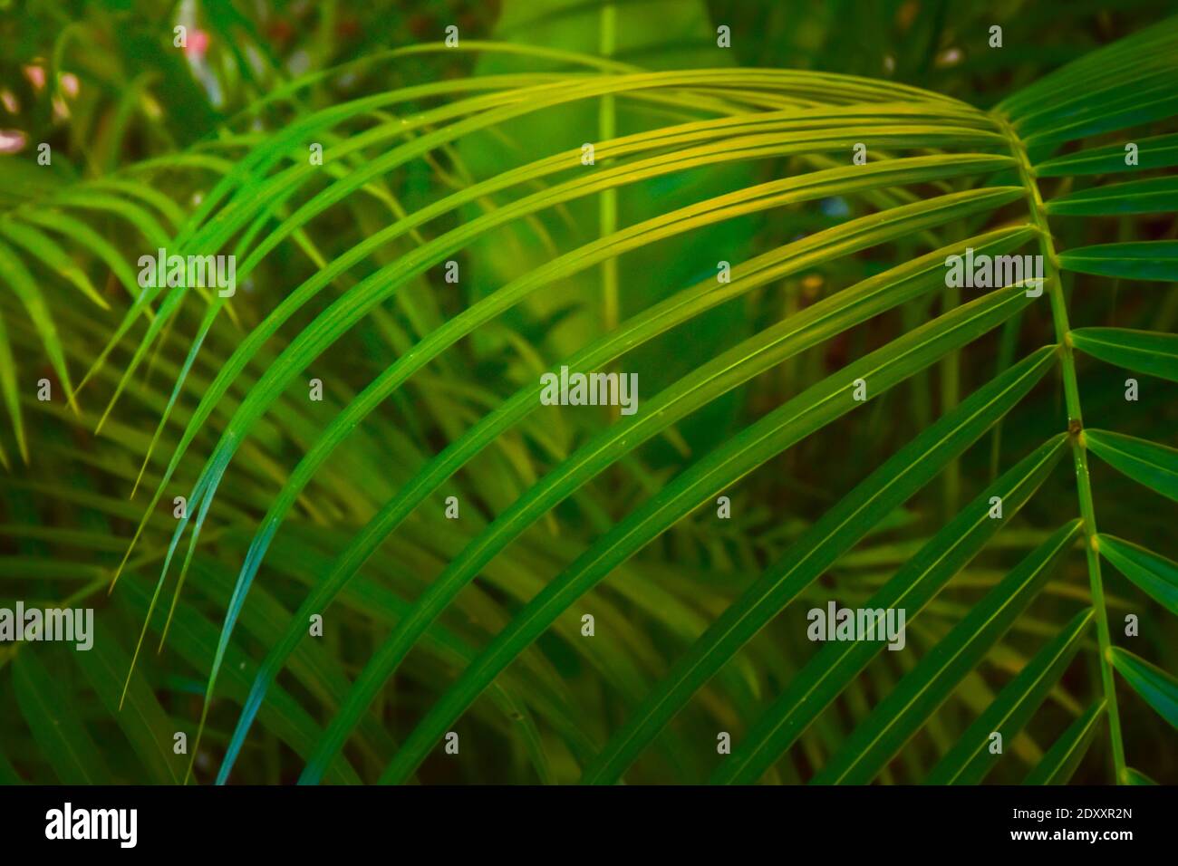 Chon Grass High Resolution Stock Photography and Images - Alamy