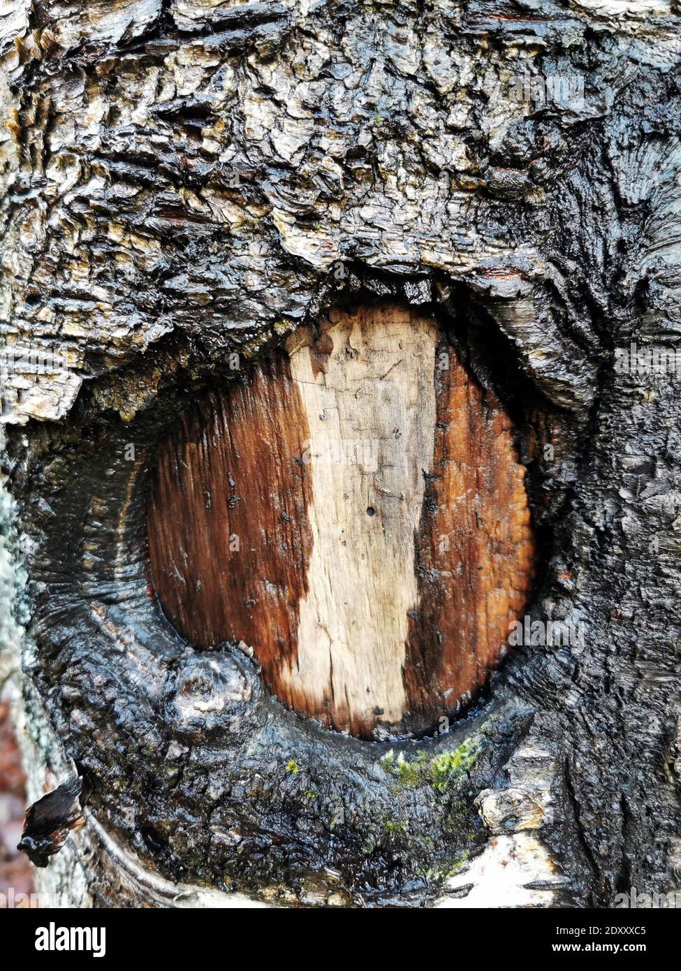 Inside another tree hi-res stock photography and images - Alamy