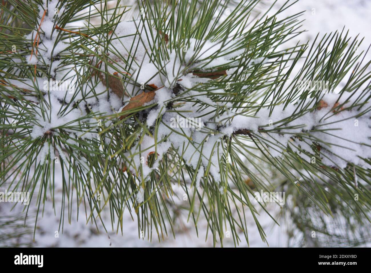 Fragrant written branches of a green Christmas tree, noble pine with ...