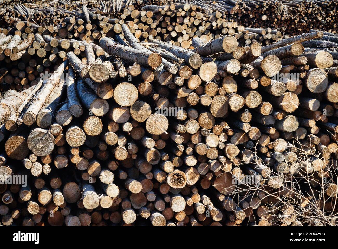 huge stacks of roundwood (pile of logs, fir) in the mixed forest area ...