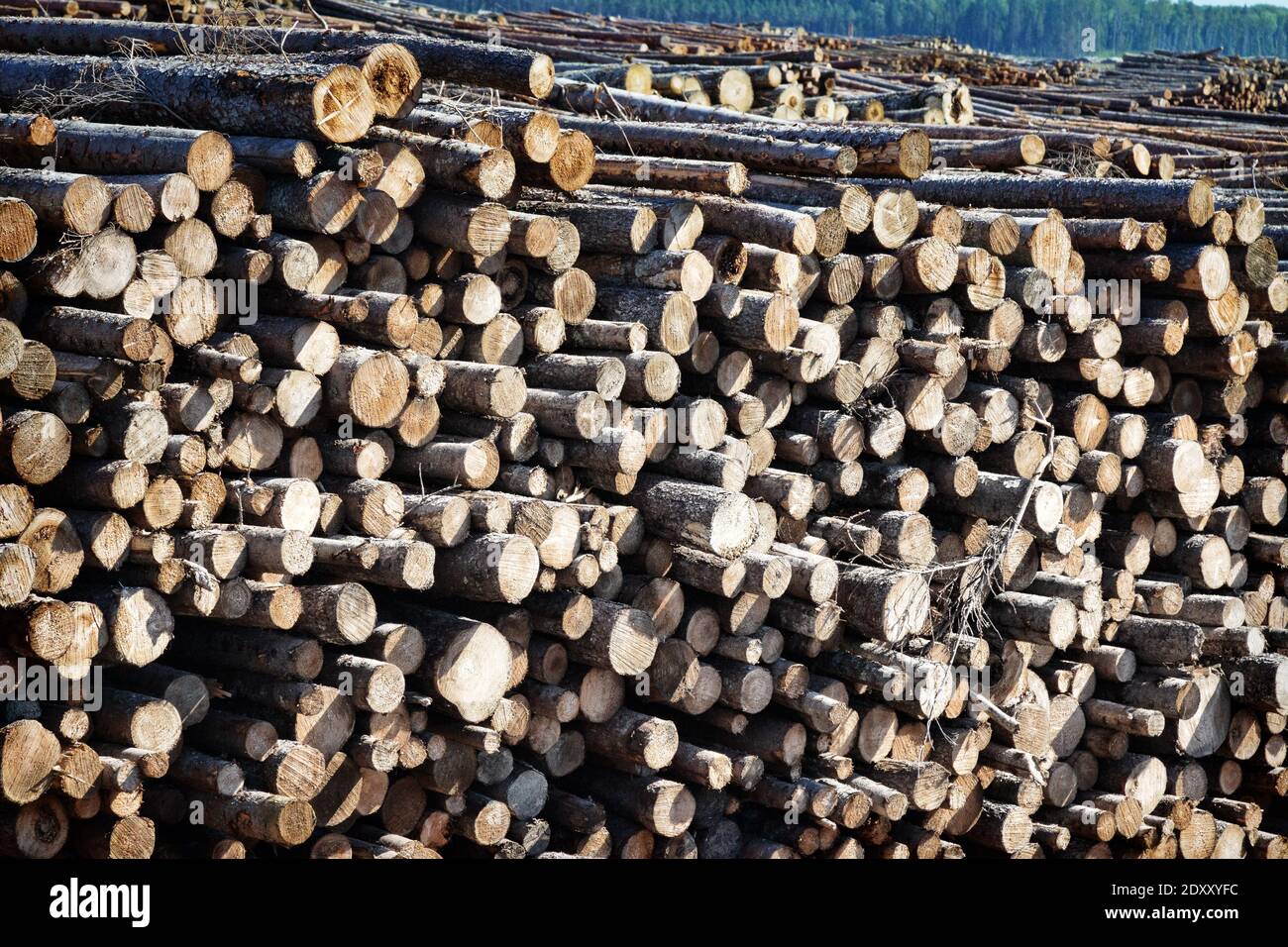 Final cutting and huge stacks of roundwood (pile of logs, fir) in the ...