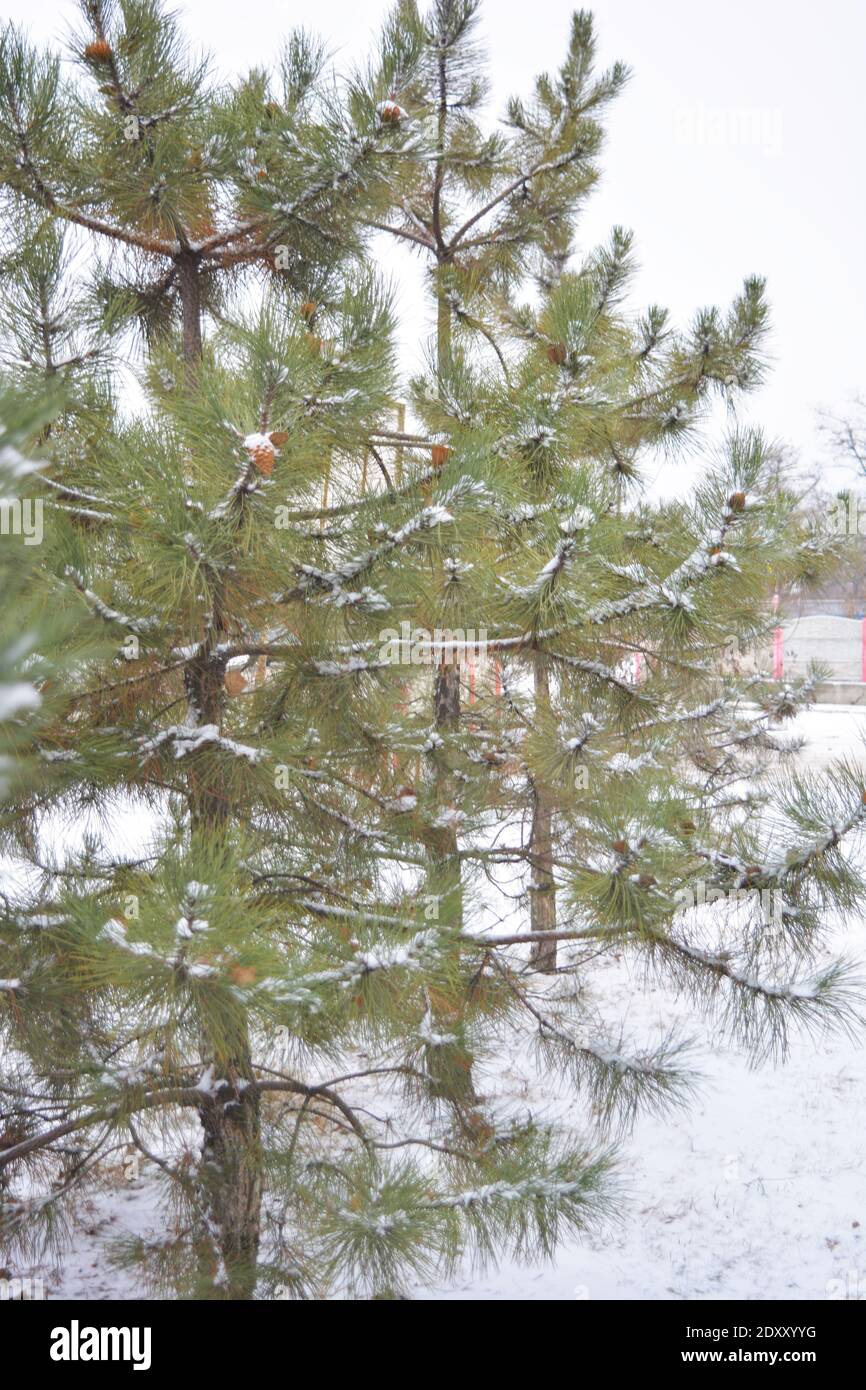 Large pine trees covered with fluffy white Christmas snow in December ...