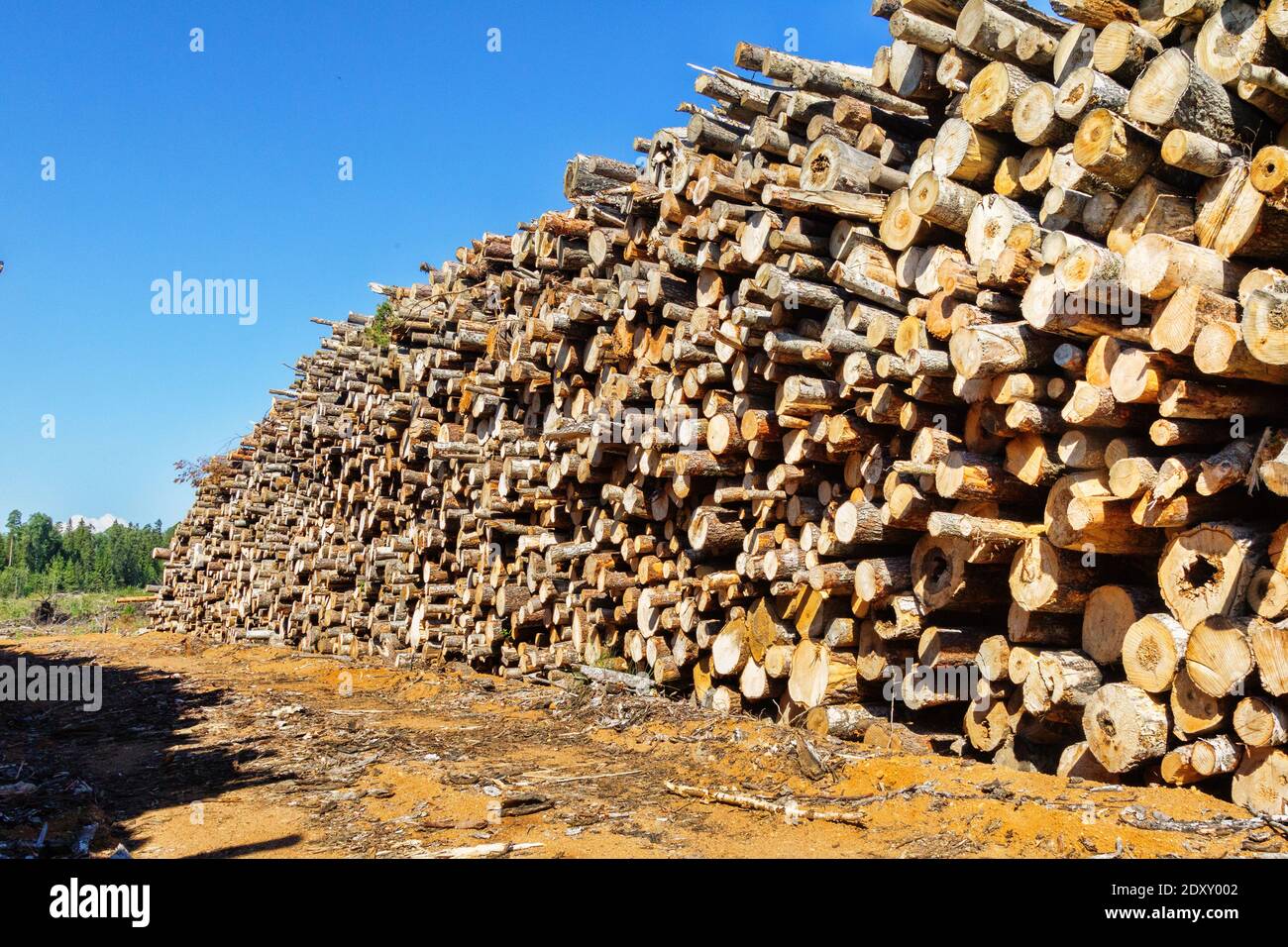 Final cutting and huge stacks of roundwood (pile of logs, alder) in the ...