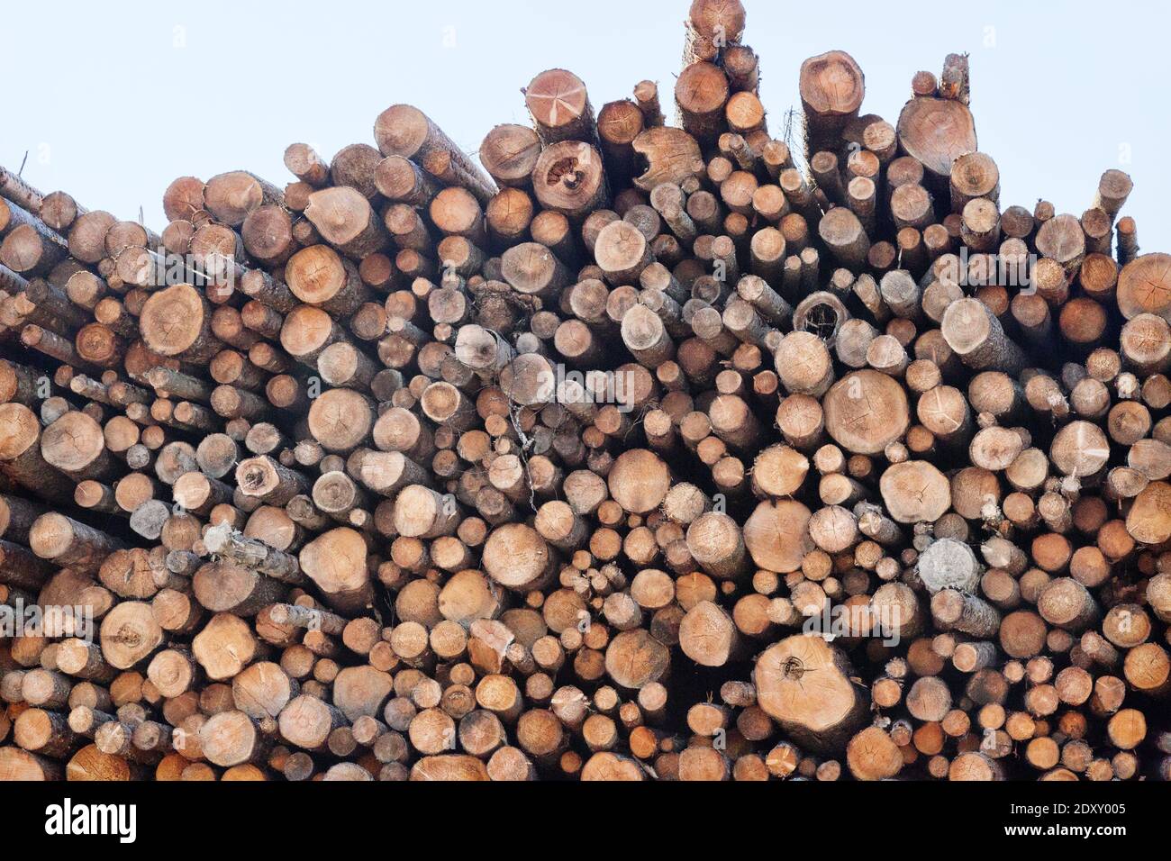 huge stacks of roundwood (pile of logs, fir) in the mixed forest area ...