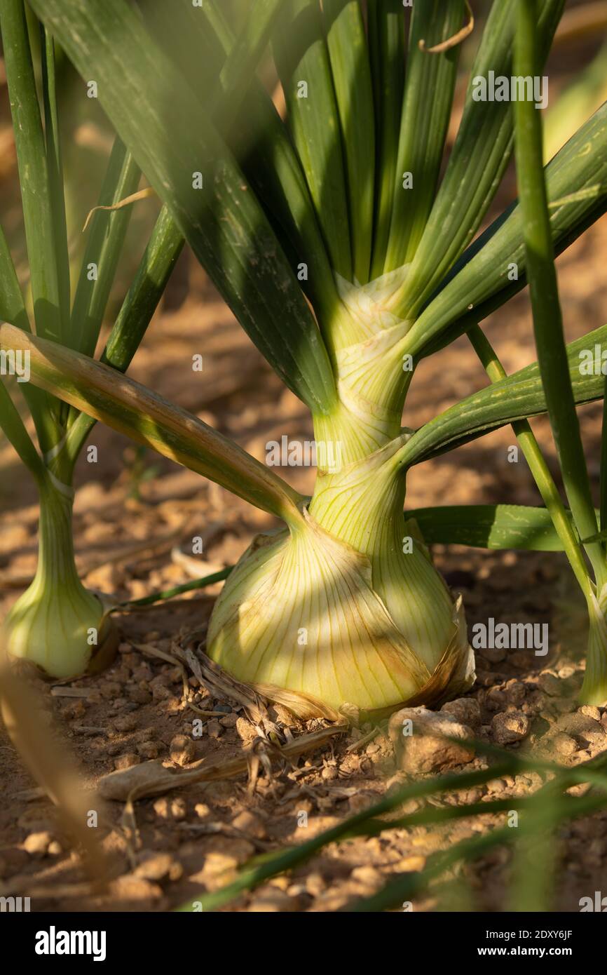 Growing onions in a farm field, a seasonal food, in the agricultural ...