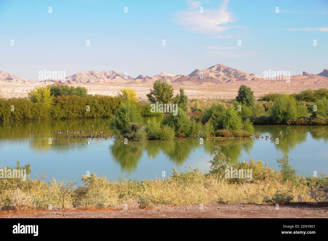 Birds of the Henderson Bird Viewing Preserve Stock Photo - Alamy