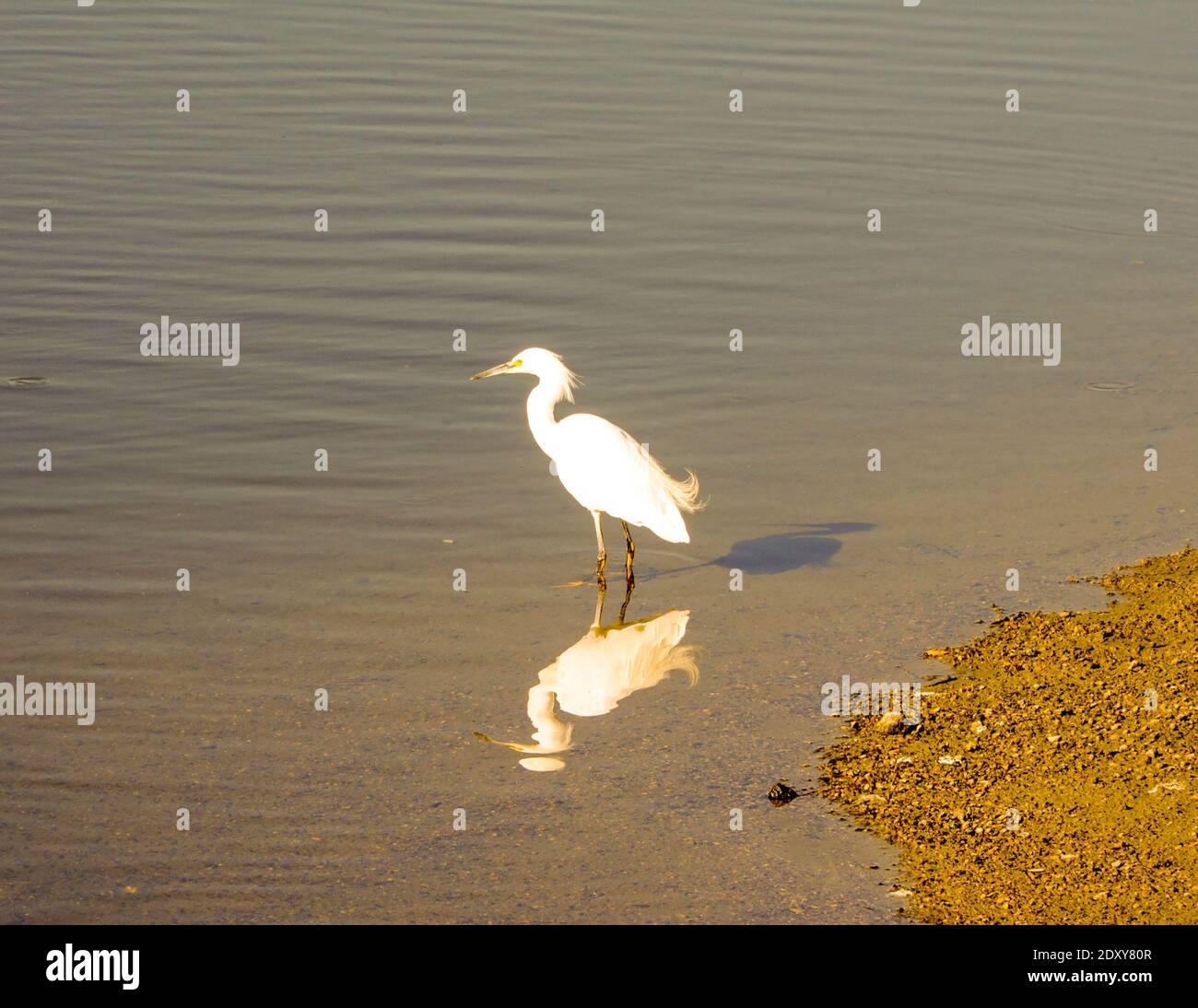 Birds of the Henderson Bird Viewing Preserve Stock Photo - Alamy