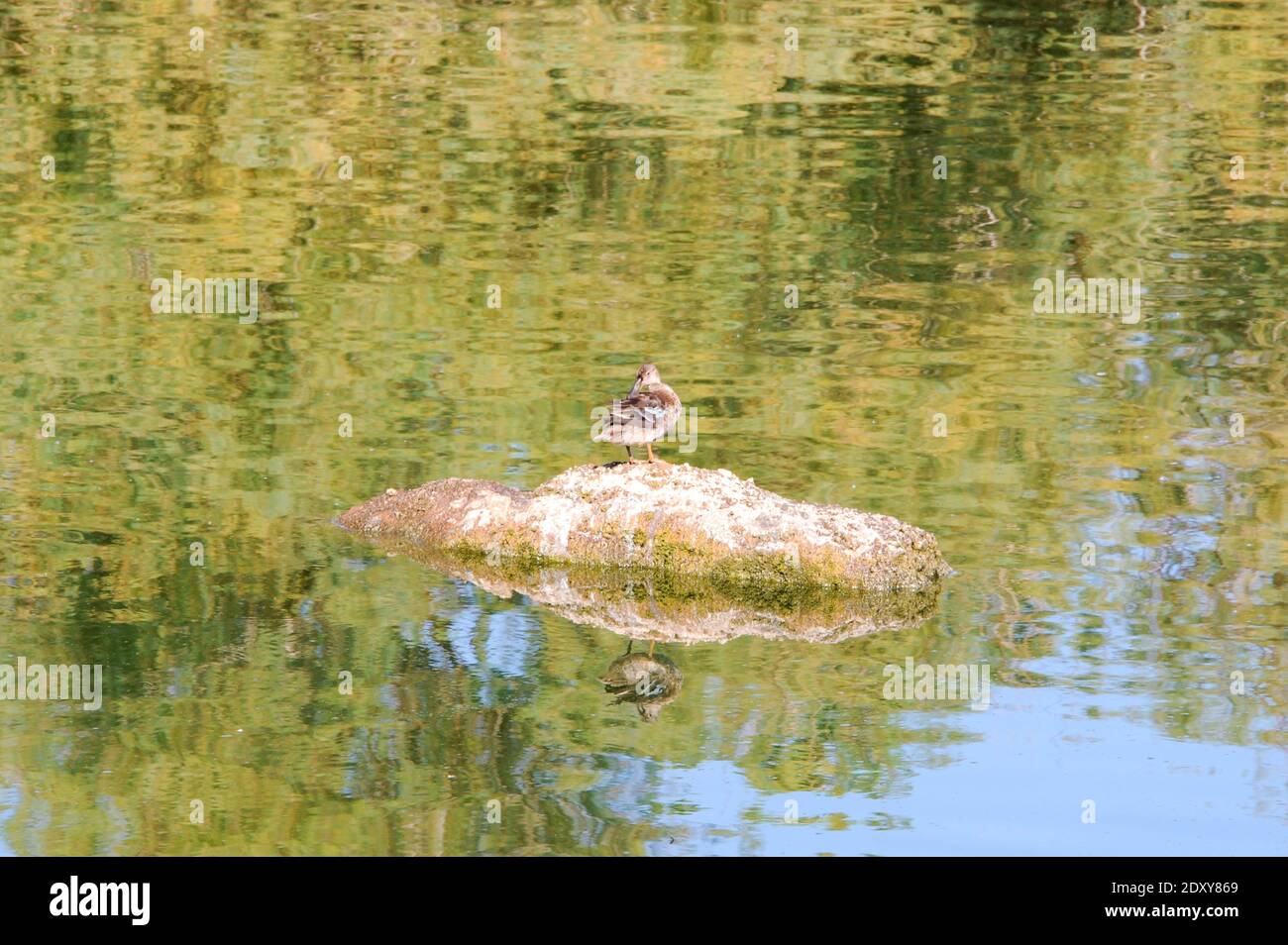 Birds of the Henderson Bird Viewing Preserve Stock Photo - Alamy