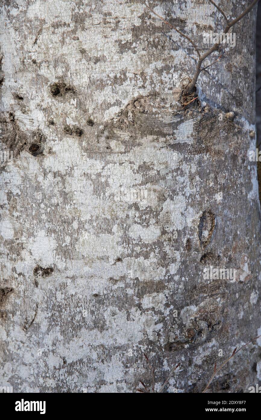 Texture of the white bark of a tree in the forest Stock Photo - Alamy