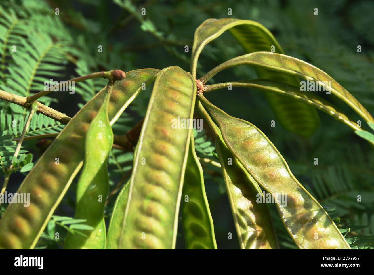 Leucaena plant hi-res stock photography and images - Alamy