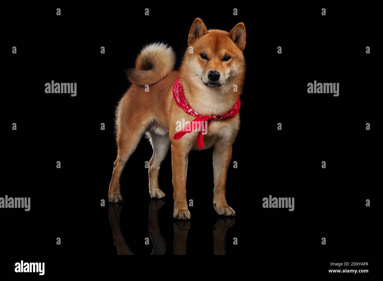 young red shiba inu boy Stock Photo - Alamy