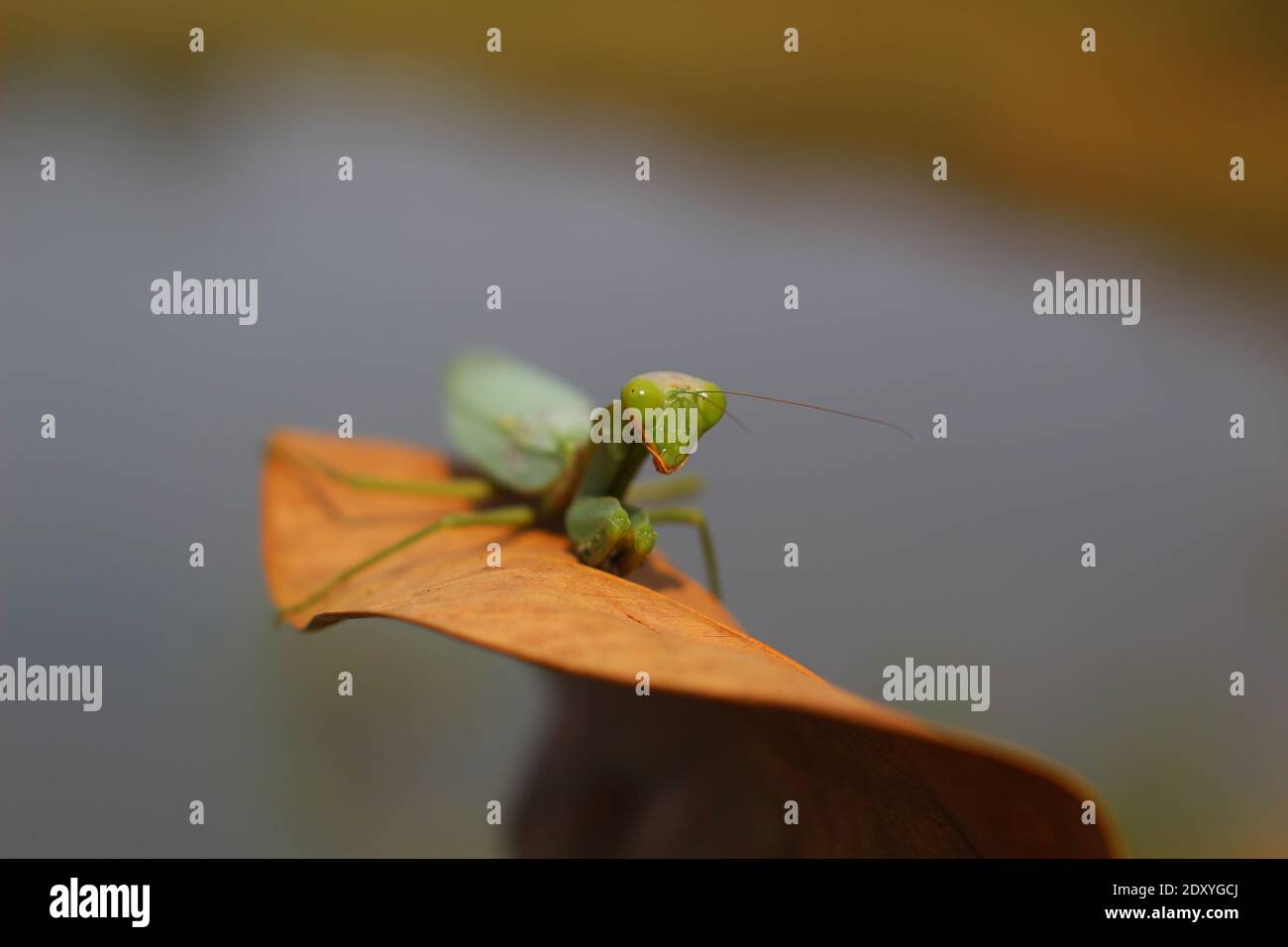 wild green mantis ready for hunting in jungle green mantis on dry leaf ...