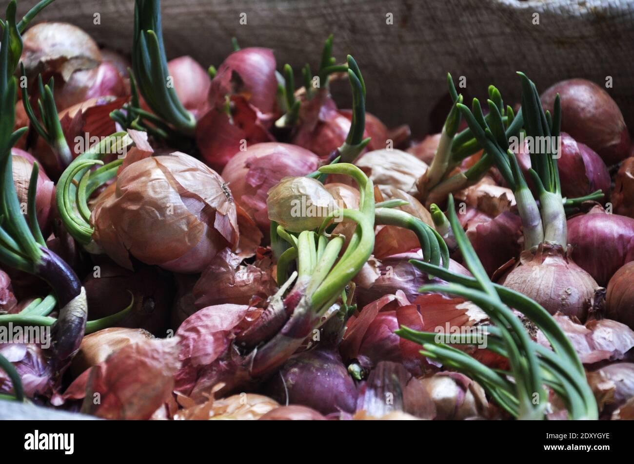 Purple sweet onion sprouted and ready to plant. High quality photo ...