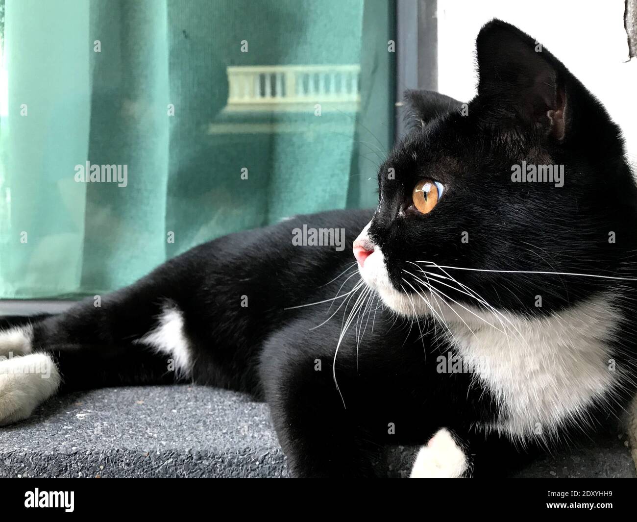 Cat looking into a mirror hi-res stock photography and images - Alamy