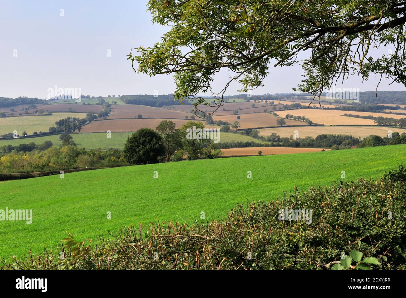Summer view over fields near Uppingham Town, Rutland County, England ...