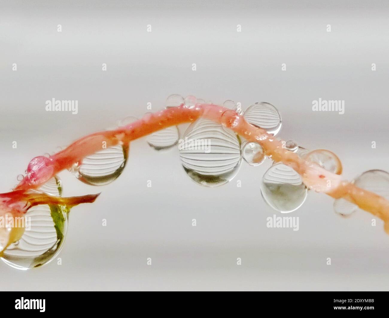 Gardien High Resolution Stock Photography and Images - Alamy