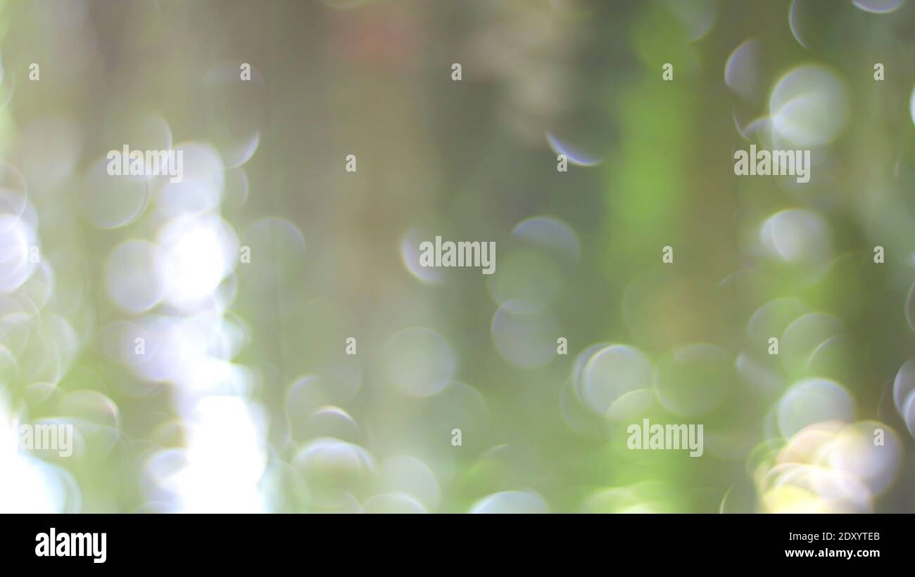 Video green forest foliage leaves hi-res stock photography and images - Alamy
