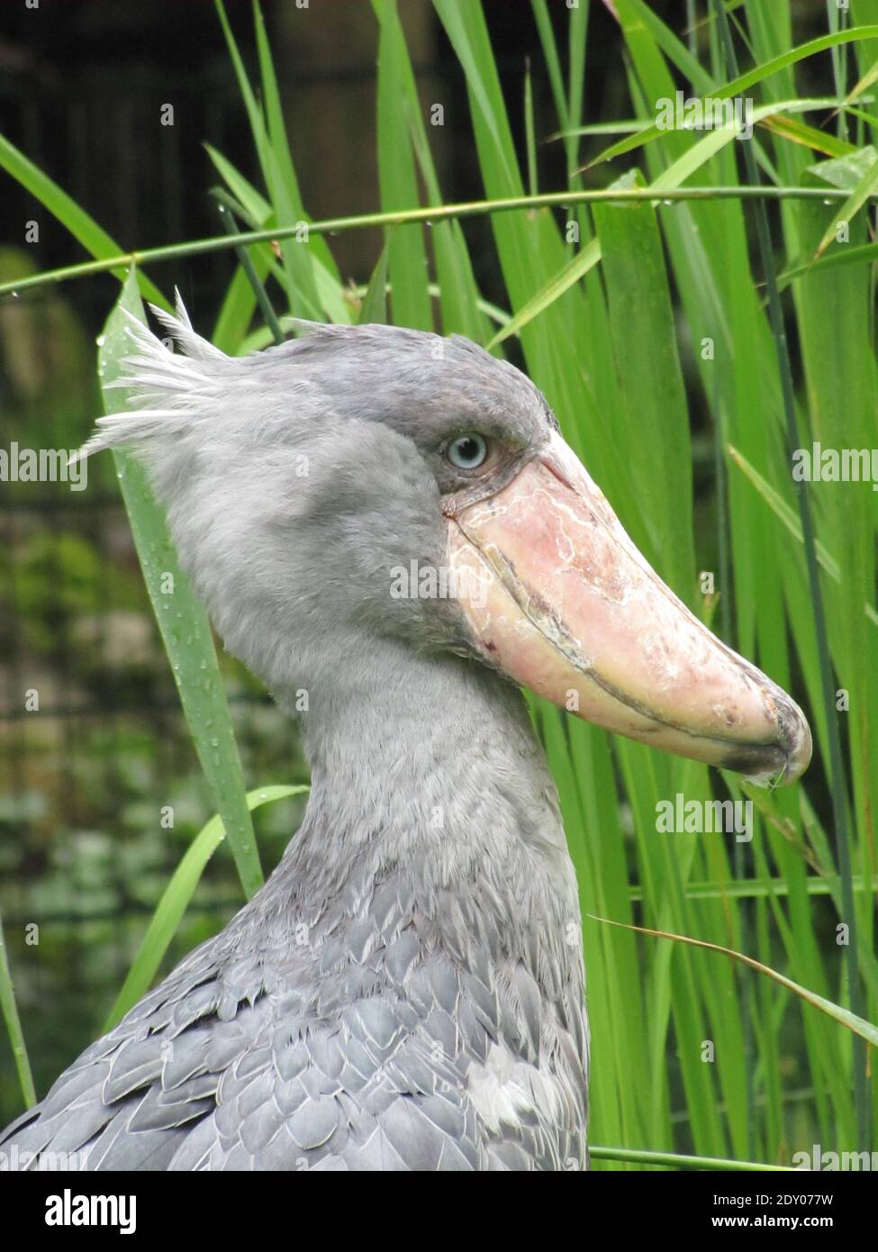 Shoe bill hi-res stock photography and images - Alamy