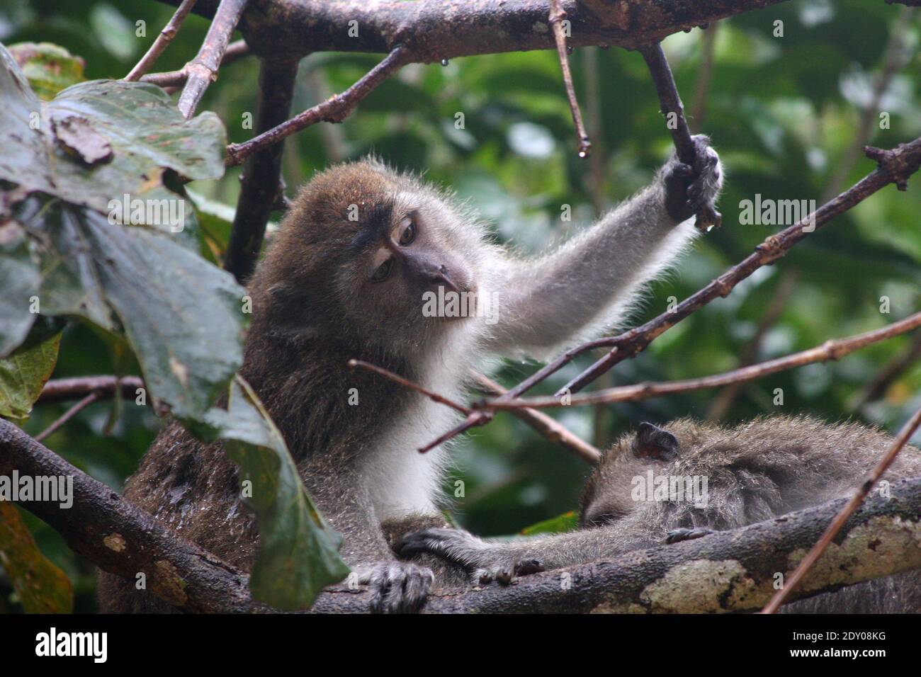 Long tailed macaque monkey in jungle at Kinabatangan River Borneo, wet ...