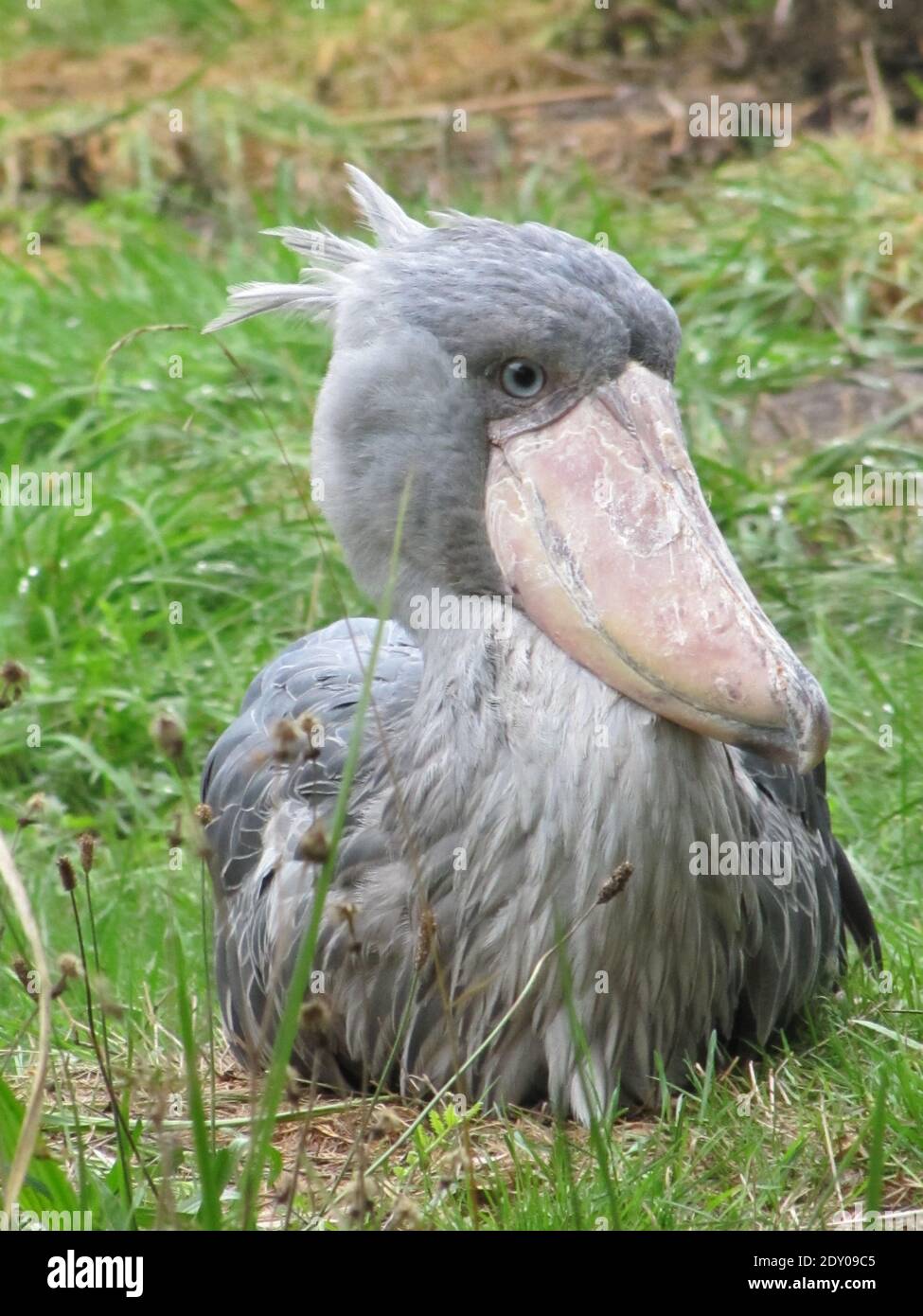 Shoe bill hi-res stock photography and images - Alamy