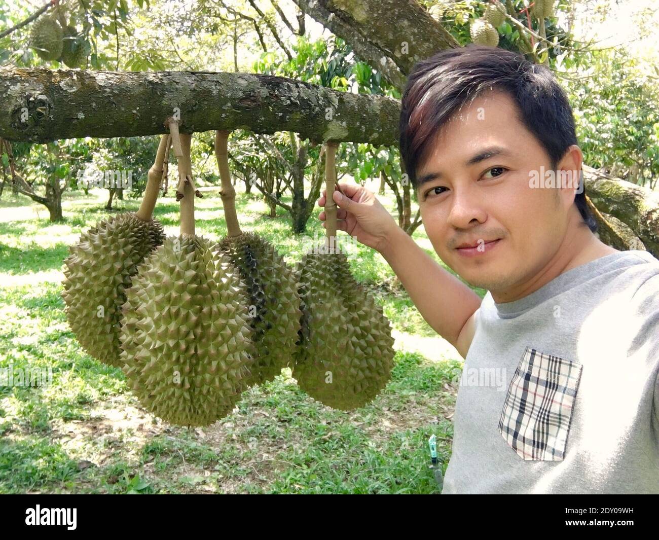 Durian sunlight hi-res stock photography and images - Alamy