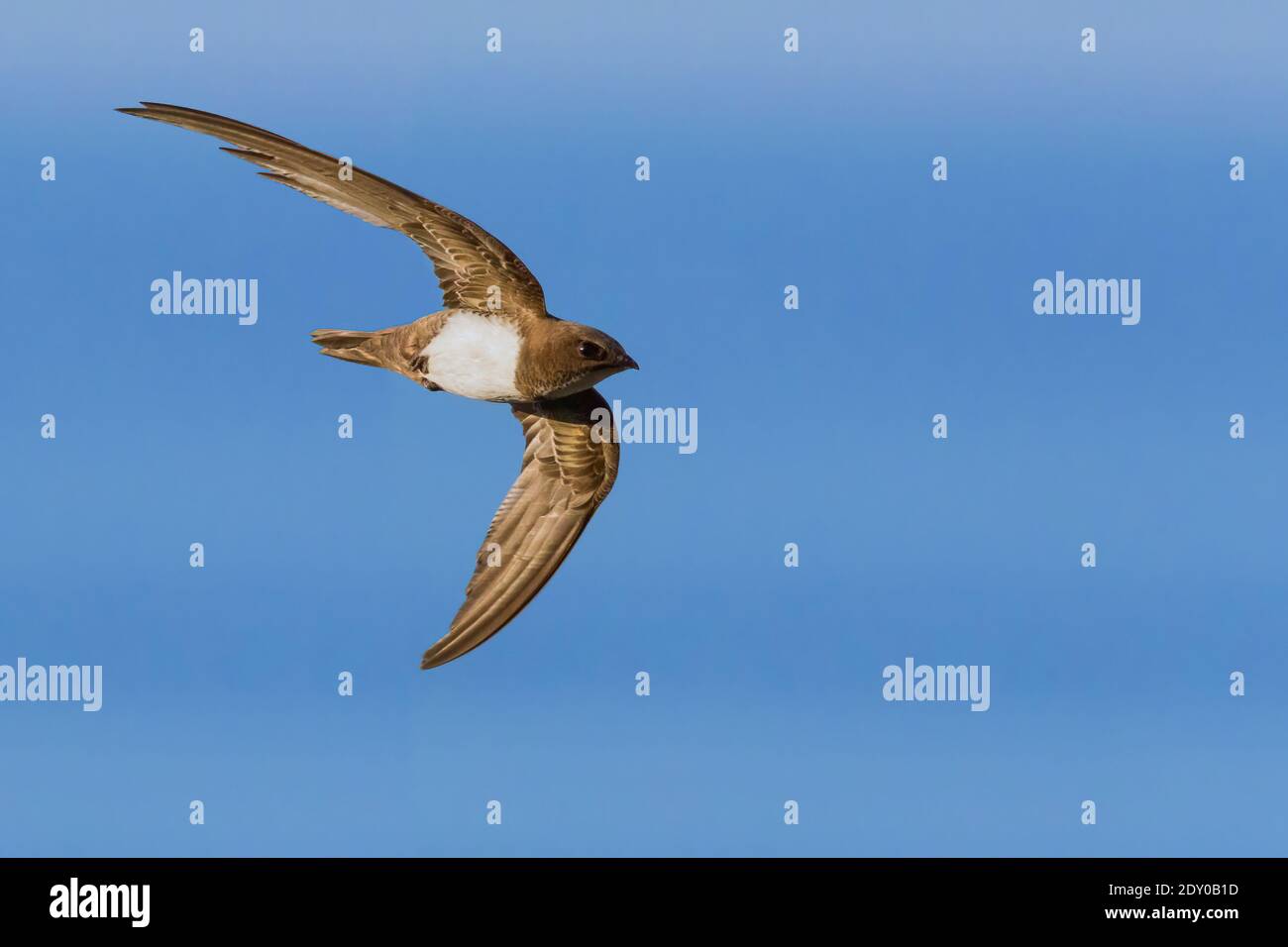Alpine Swift (Tachymarptis melba), side view of an adult in flight ...
