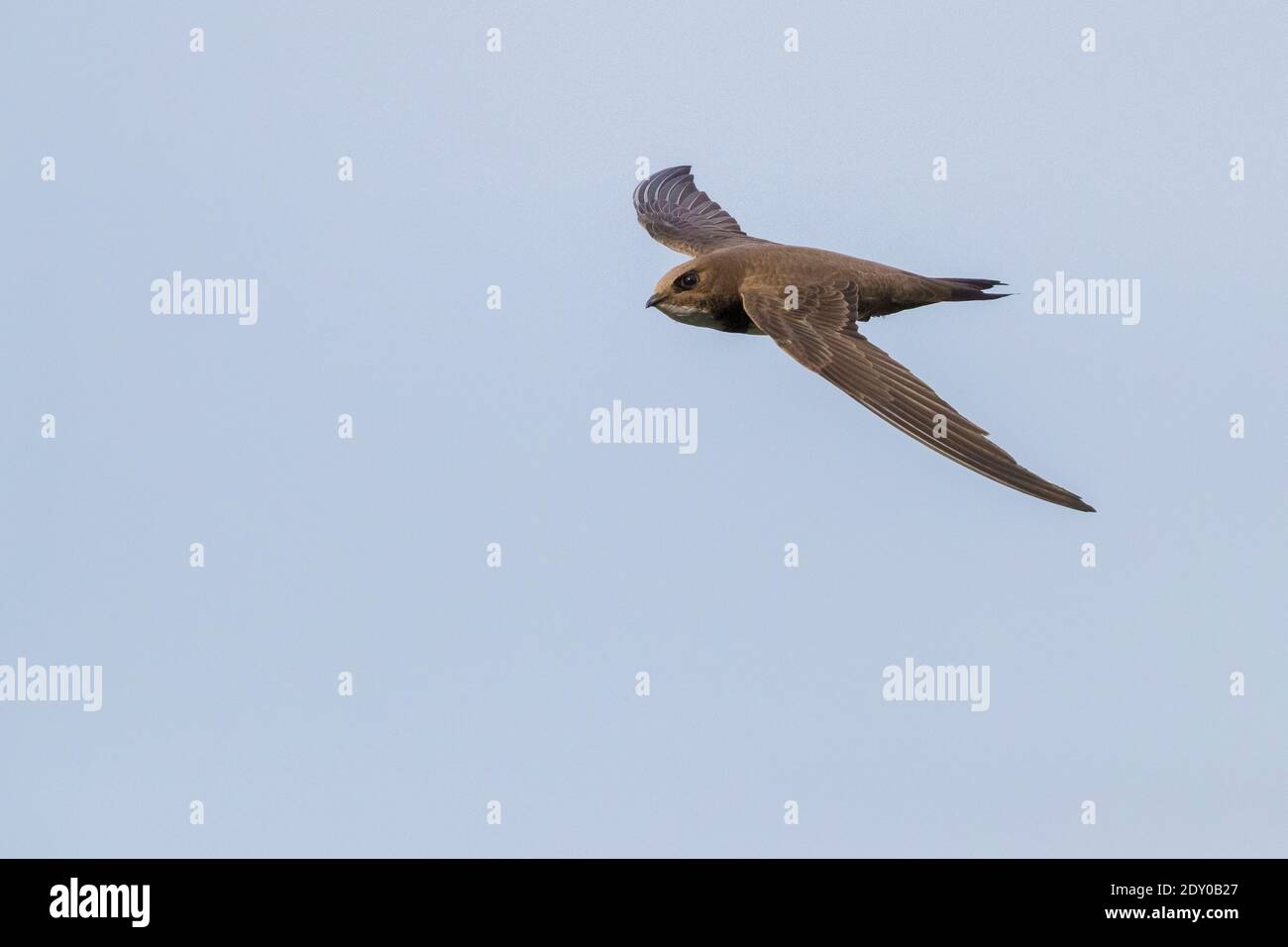 Apodiformes hi-res stock photography and images - Alamy
