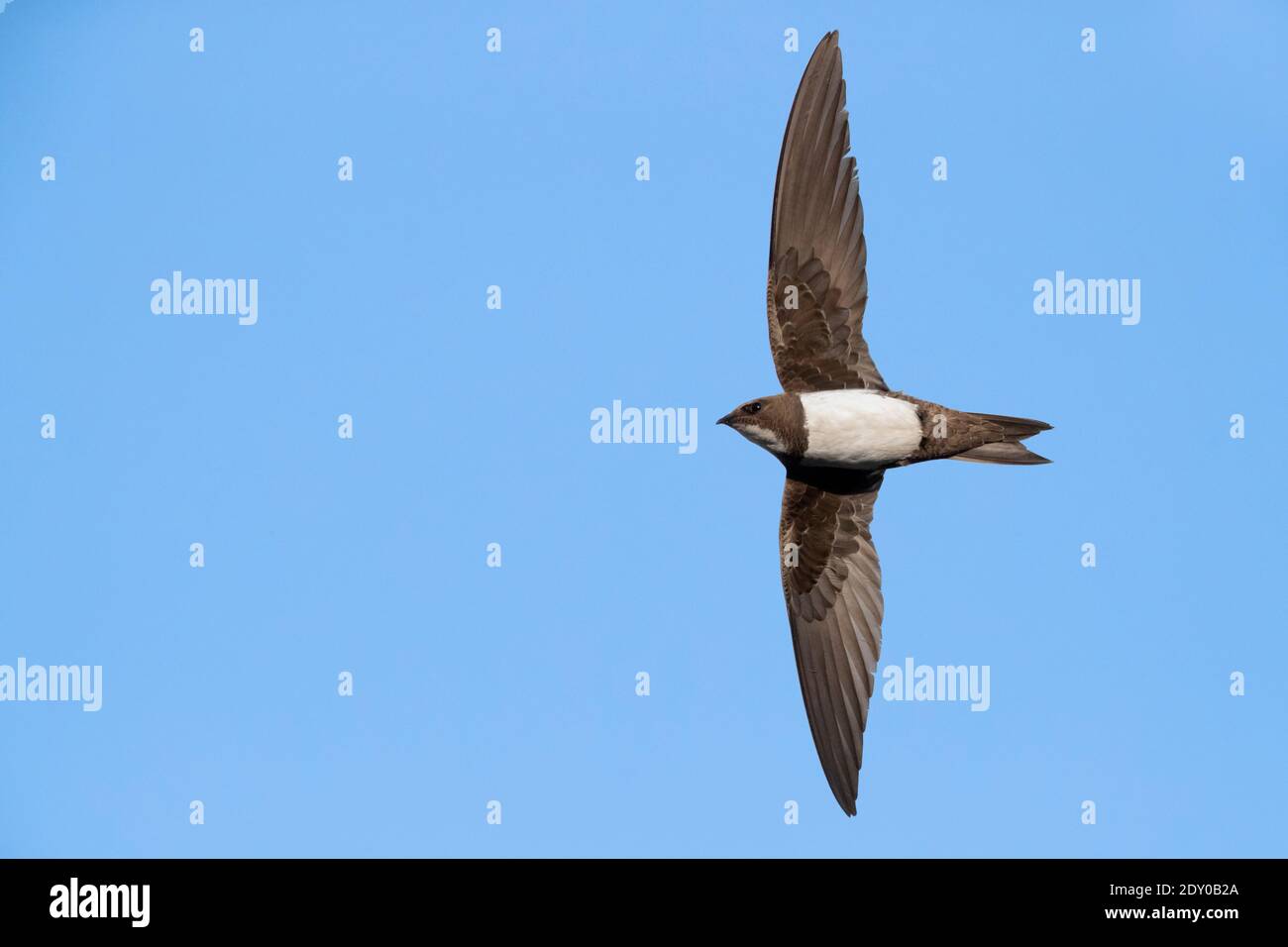 Apodiformes hi-res stock photography and images - Alamy