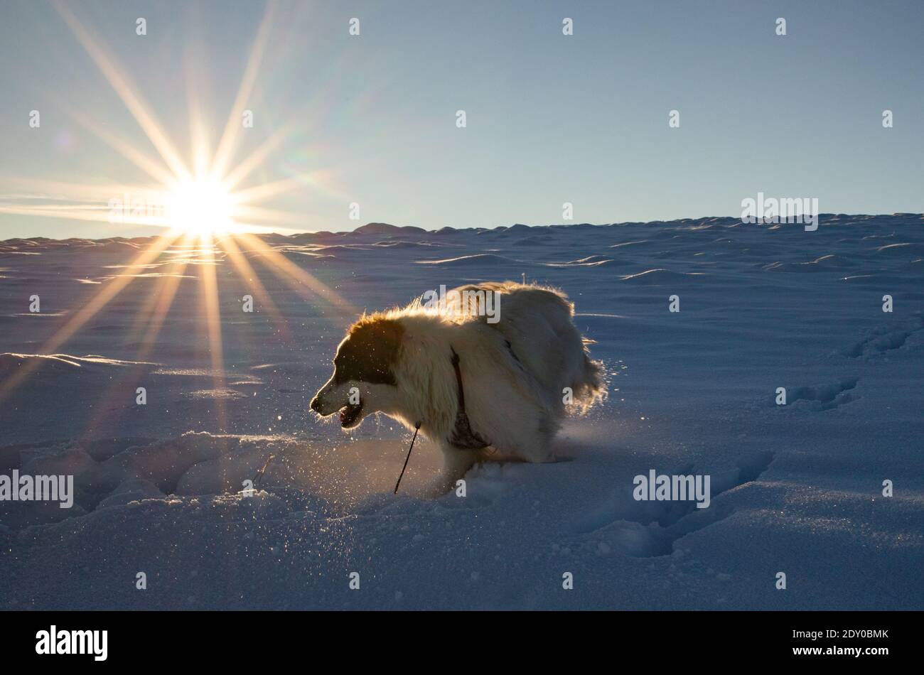 Cute dog in kennel weather hi-res stock photography and images - Alamy