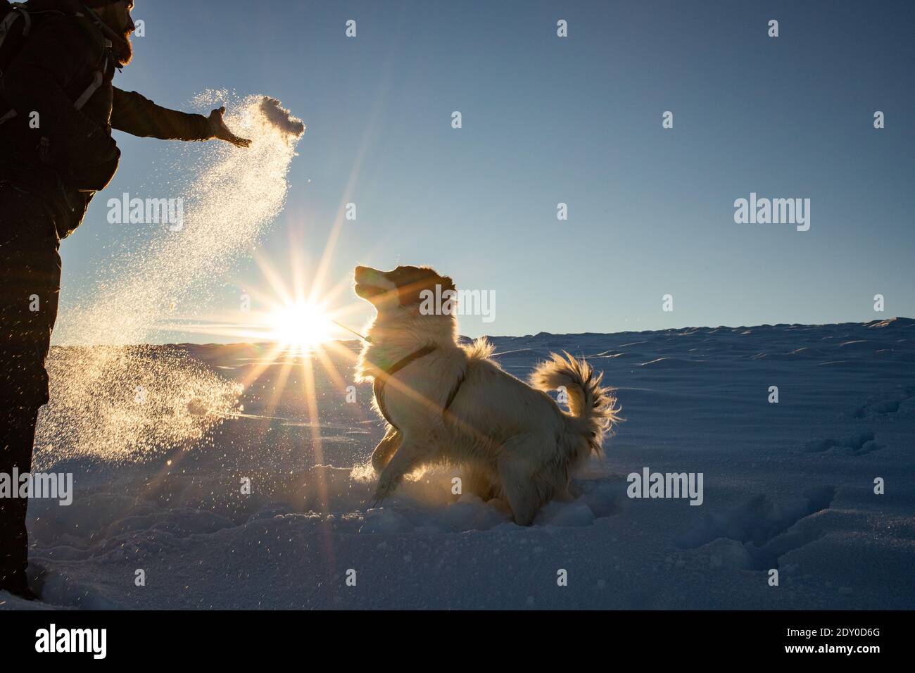man and dog having fun in fresh snow Stock Photo - Alamy