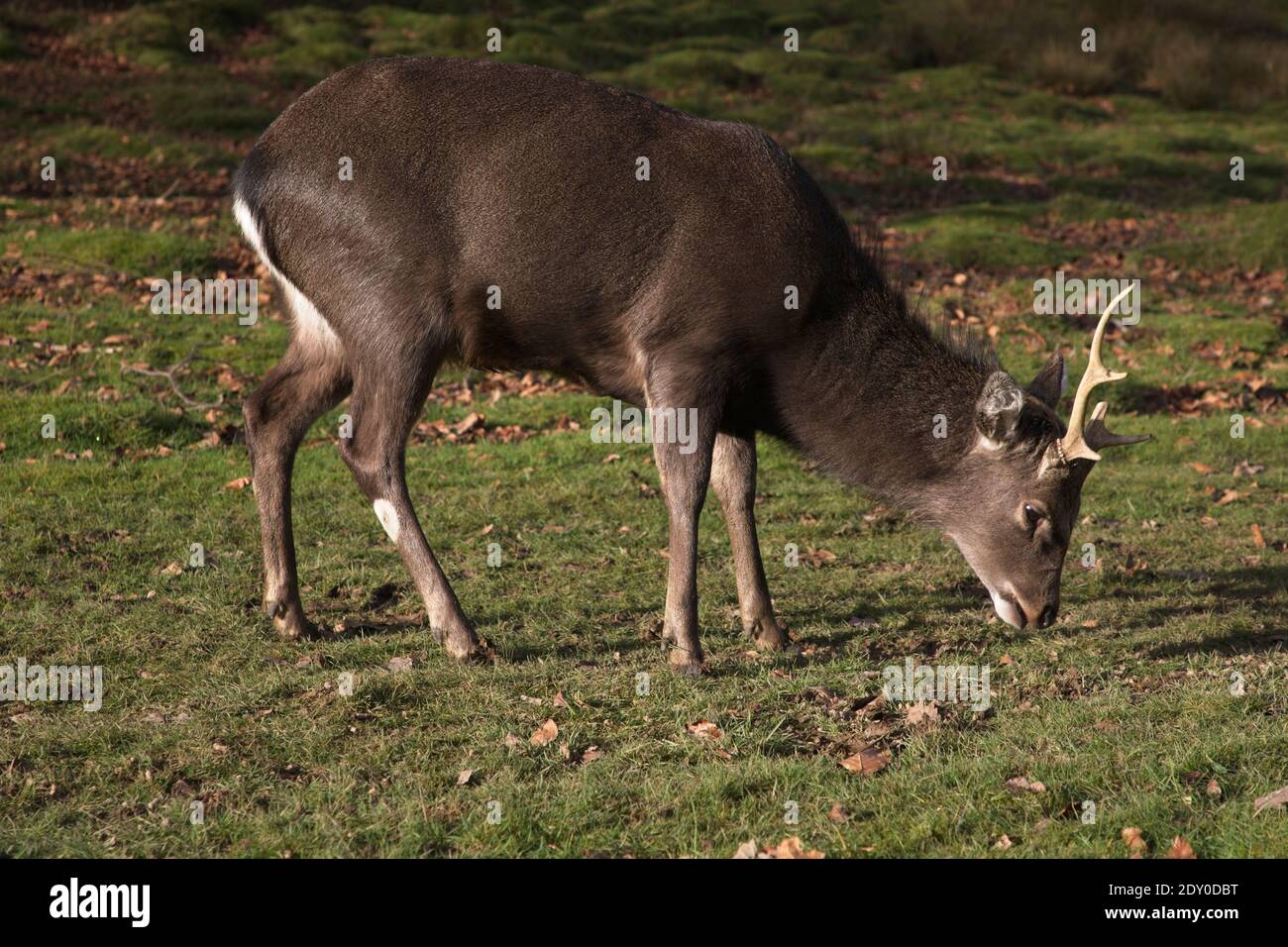 A male sika deer grazing at Knole Park, a National Trust property in ...