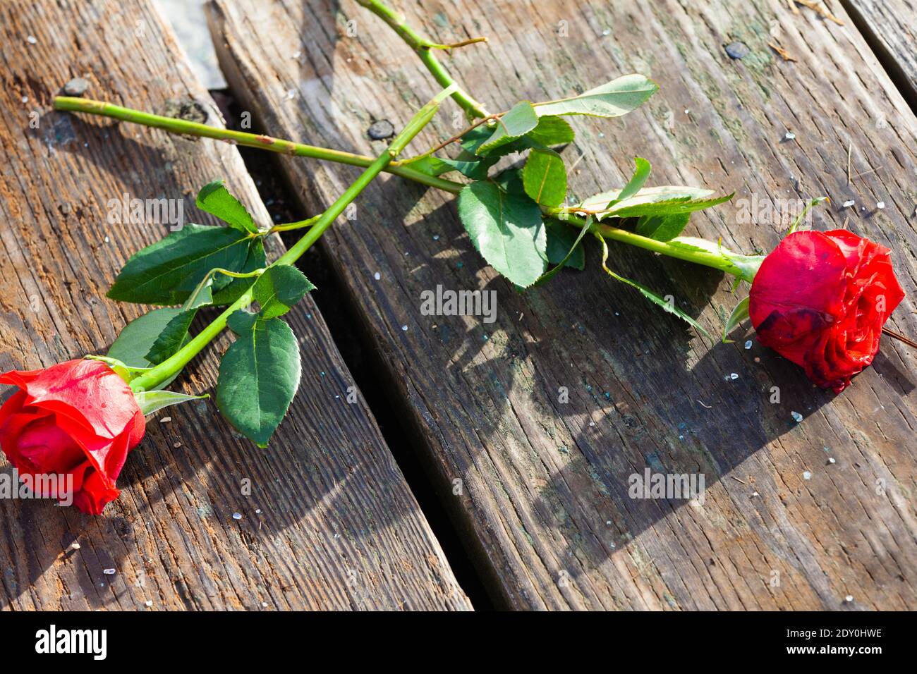 Waste rose hi-res stock photography and images - Alamy