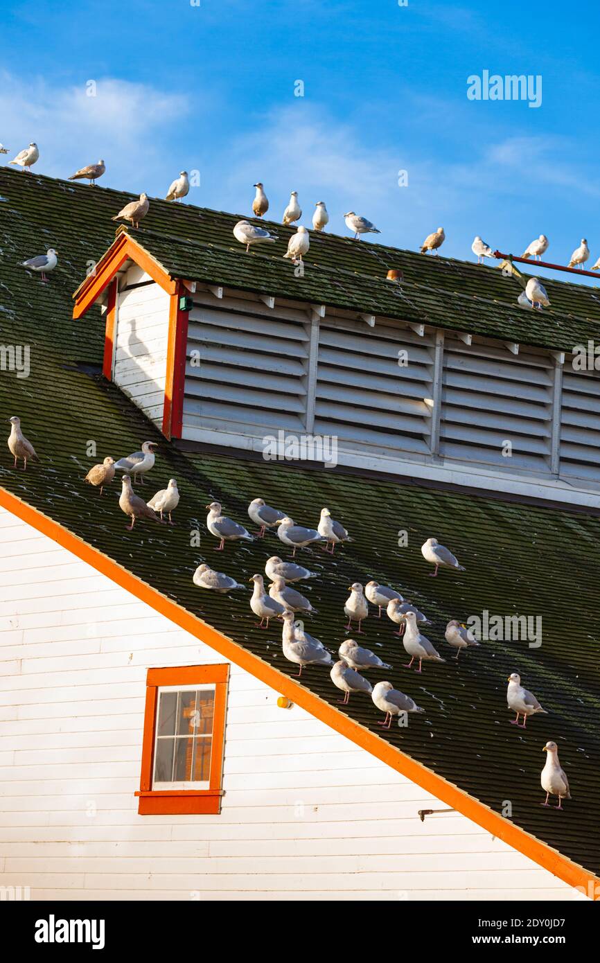 Flock of Seagulls on a cannery roof in Steveston British Columbia ...
