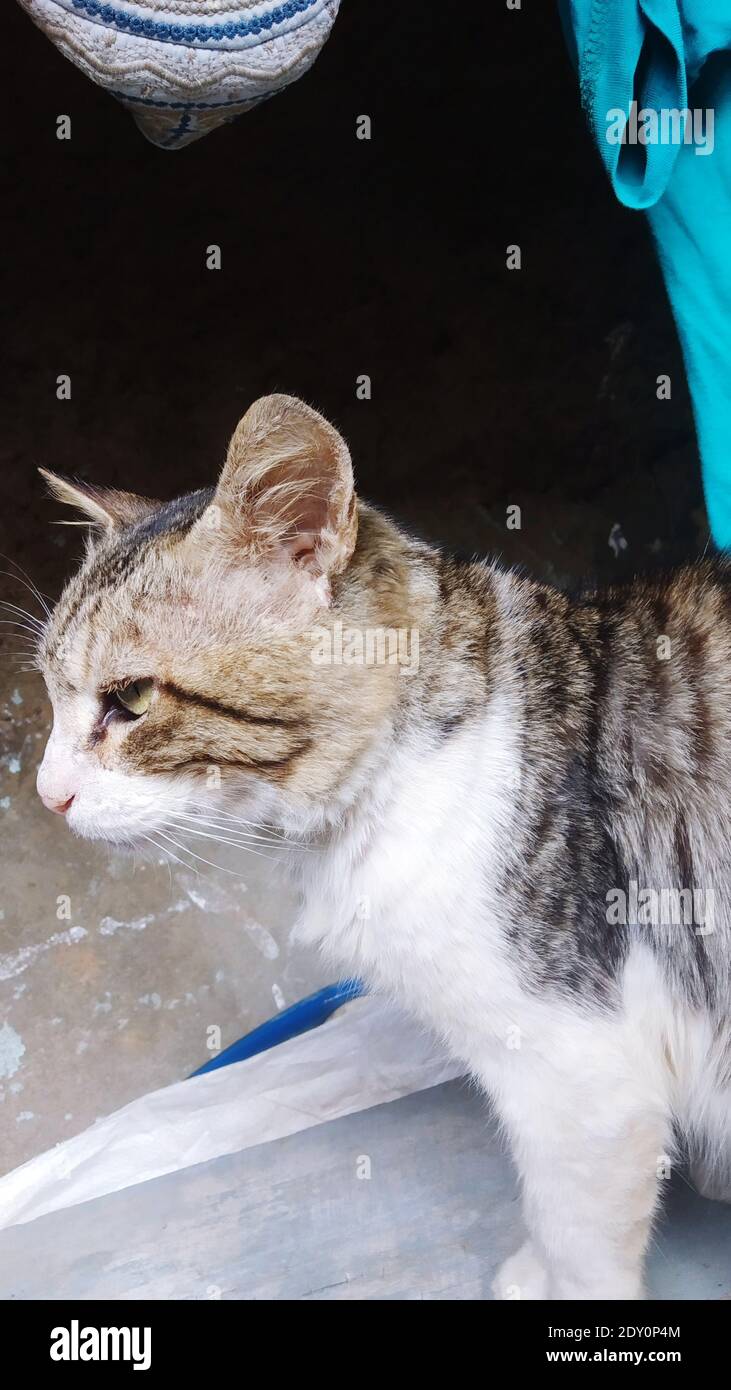 Domestic cat spraying hi-res stock photography and images - Alamy