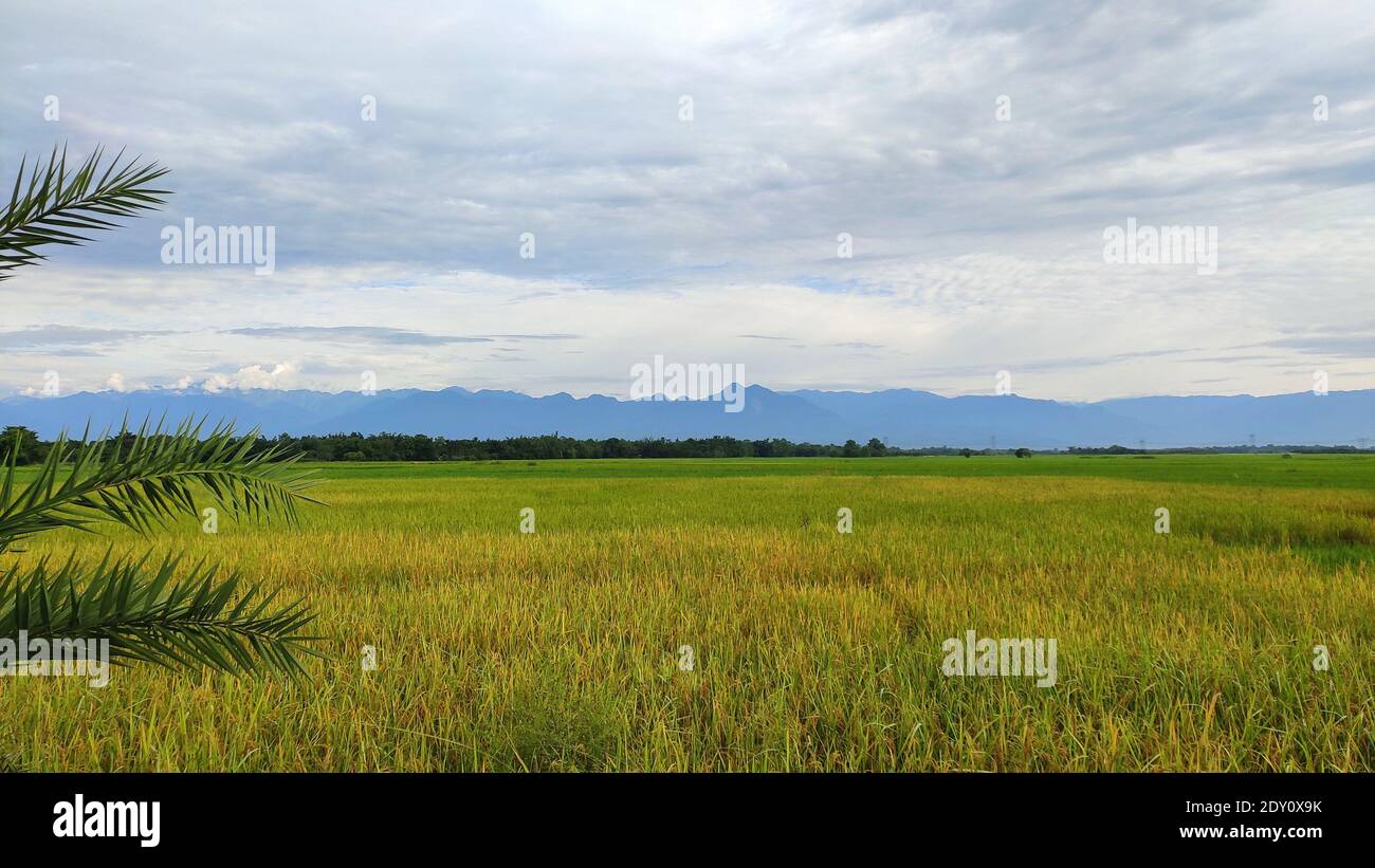 Pady hi-res stock photography and images - Alamy