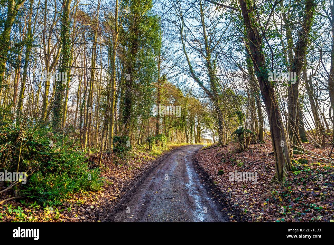 Path through the woods in Little Offley, Hertfordshire, UK Stock Photo ...