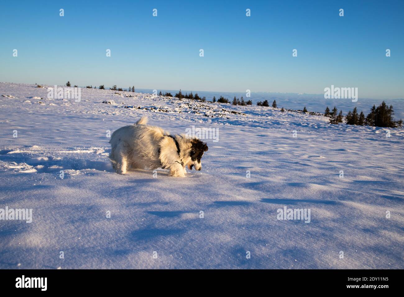 white dog having fun in fresh snow winter fun with pets Stock Photo - Alamy