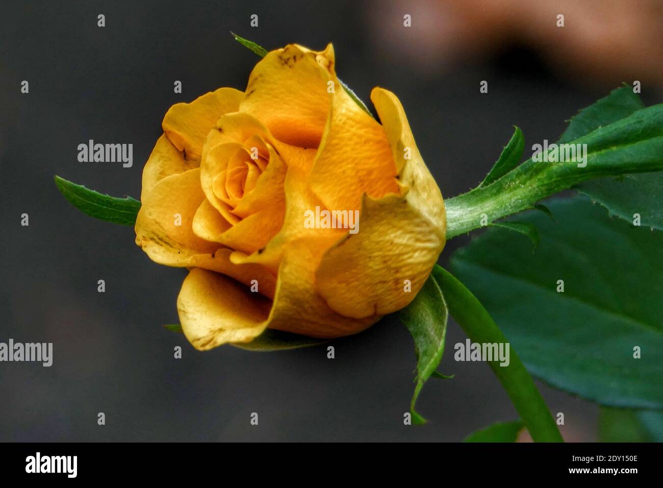 Yellow rose side view flower hi-res stock photography and images - Alamy