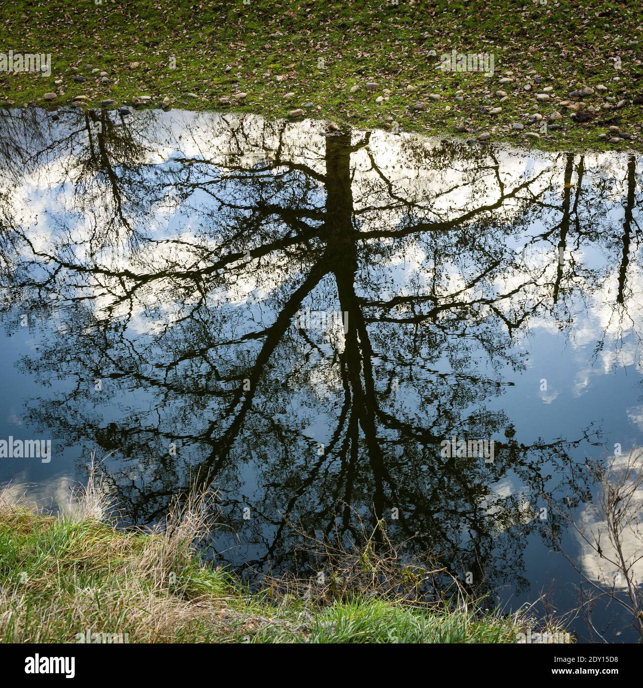 A low angle upside-down shot of the trees in the reflection of the ...