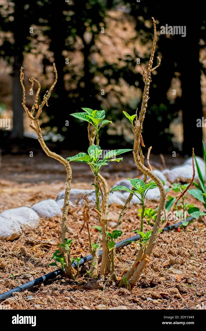 Small tree planted in hi-res stock photography and images - Alamy