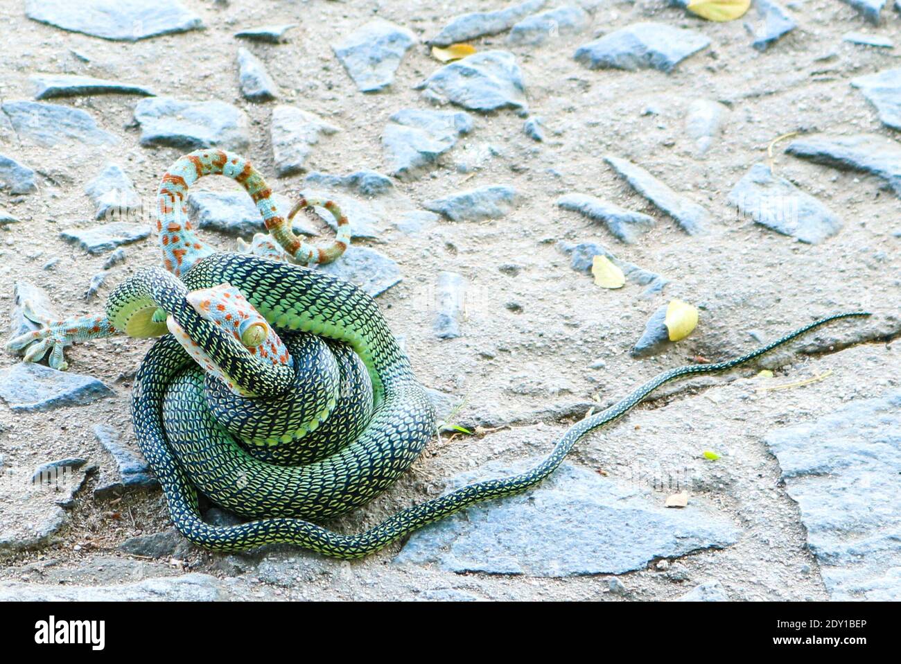 Golden tree snake gecko hi-res stock photography and images - Alamy