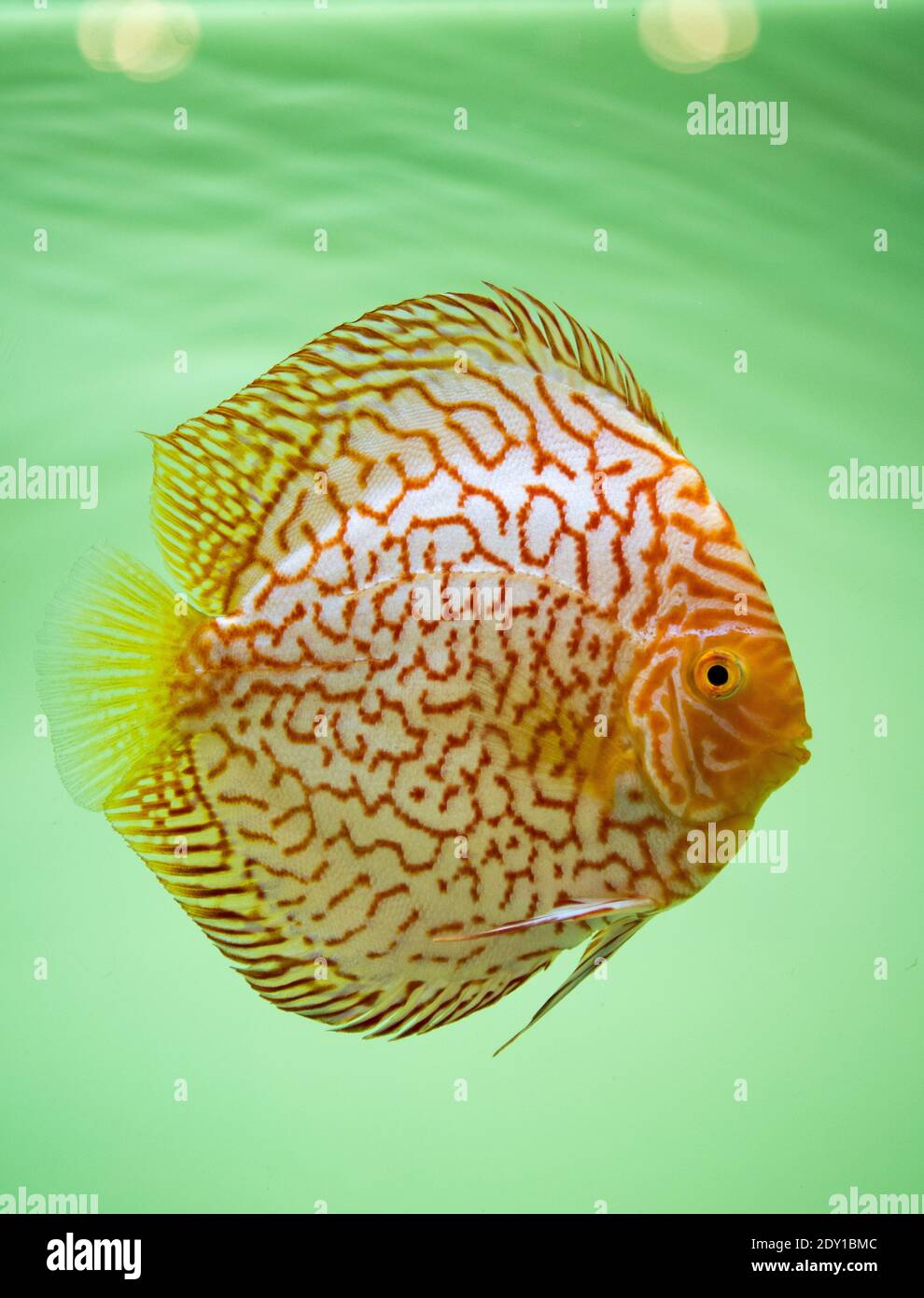 Checkerboard pigeon discus hi-res stock photography and images - Alamy