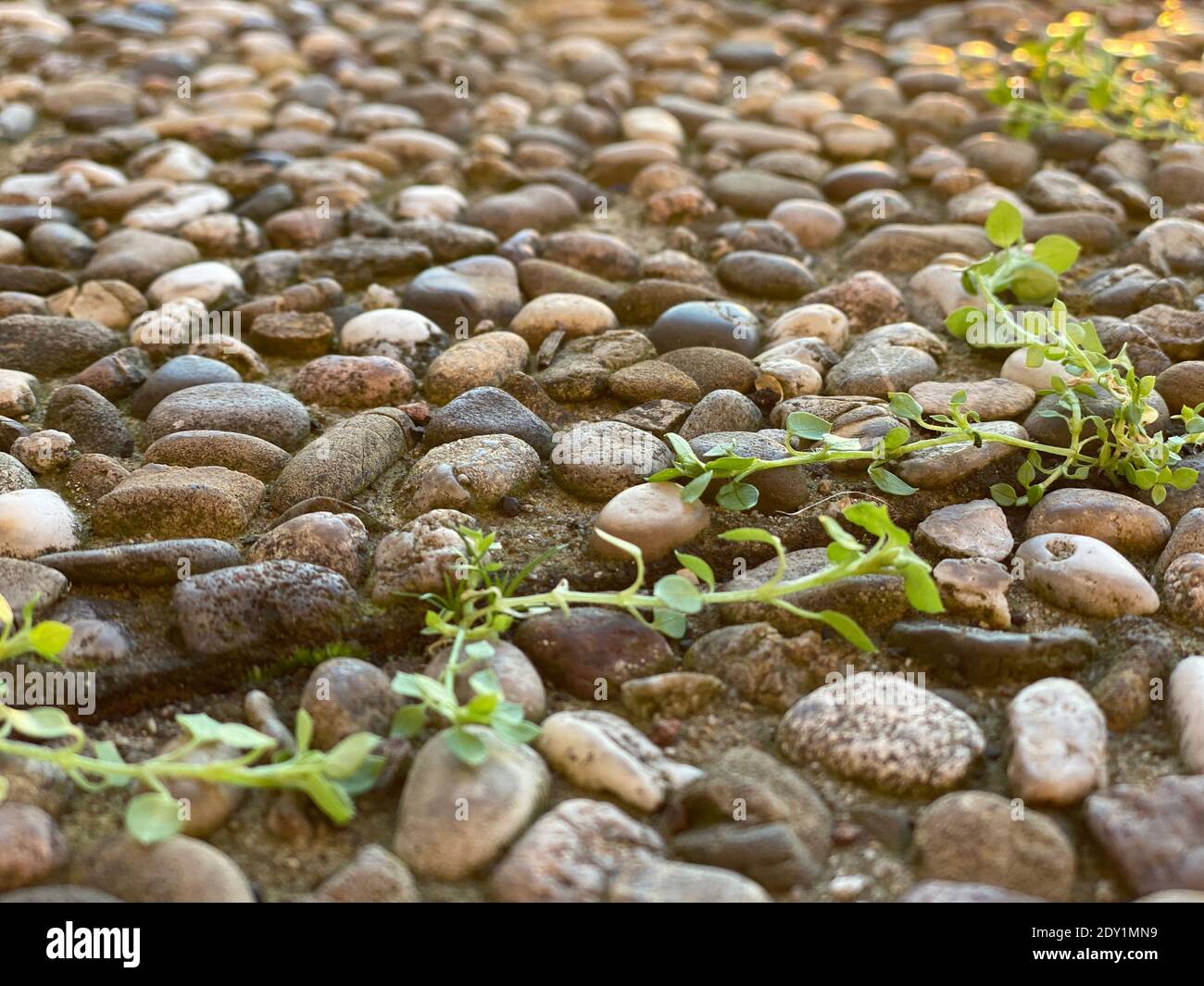 Pebbles in stream hi-res stock photography and images - Alamy