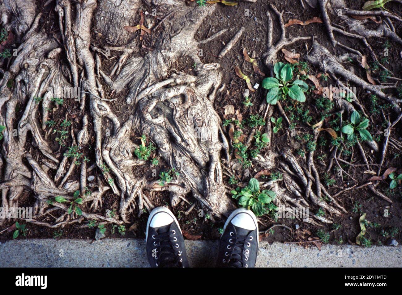Tree Roots Sidewalk High Resolution Stock Photography and Images - Alamy