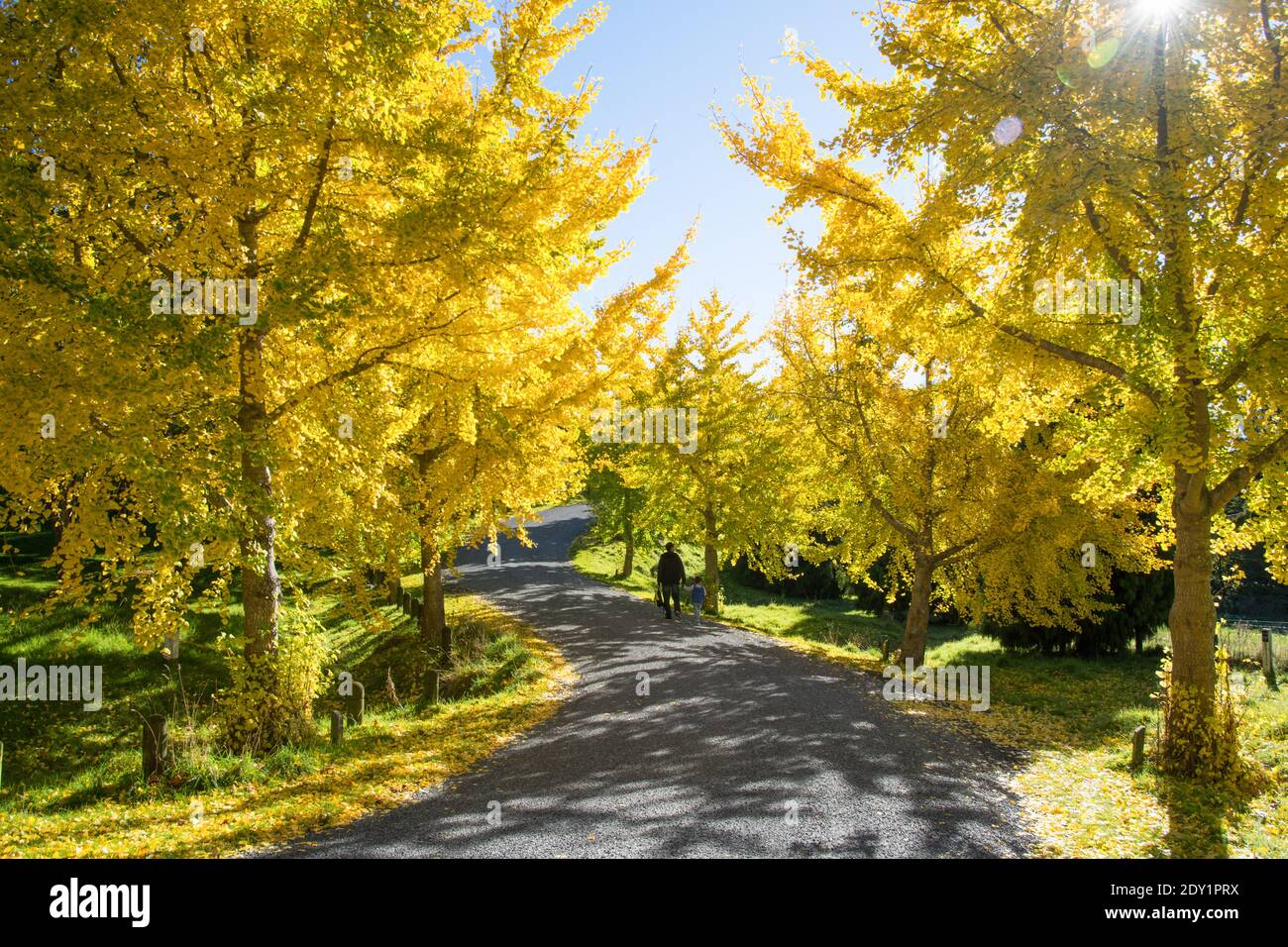 Autumn rotorua new zealand hi-res stock photography and images - Alamy